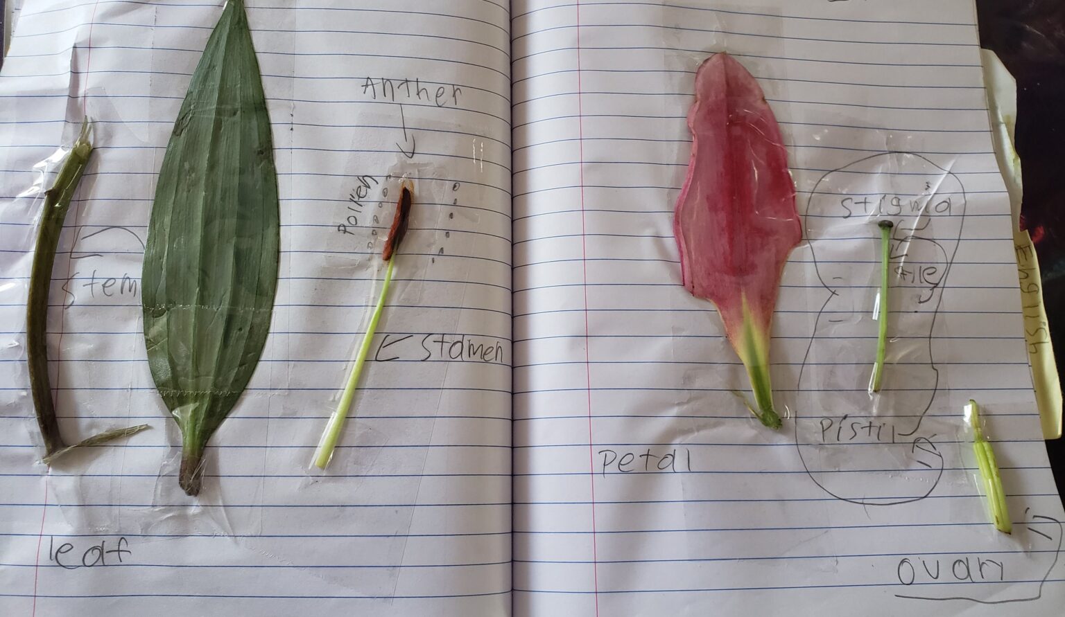Awesome Catholic Easter Science Activity: Free Flower Dissection Lab ...