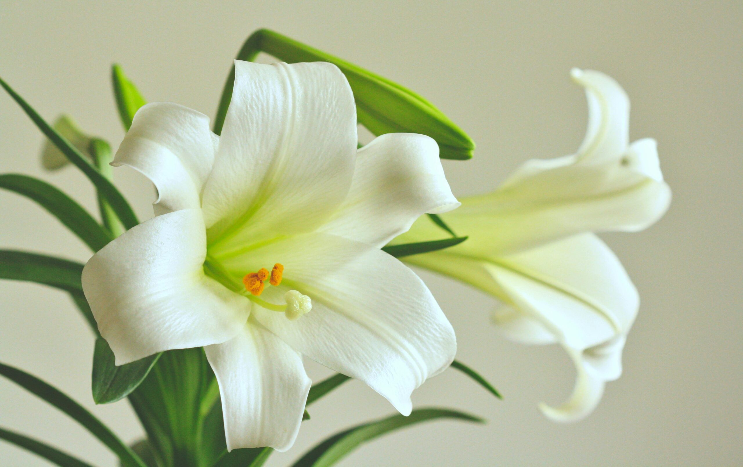 Awesome Catholic Easter Science Activity: Free Flower Dissection Lab ...